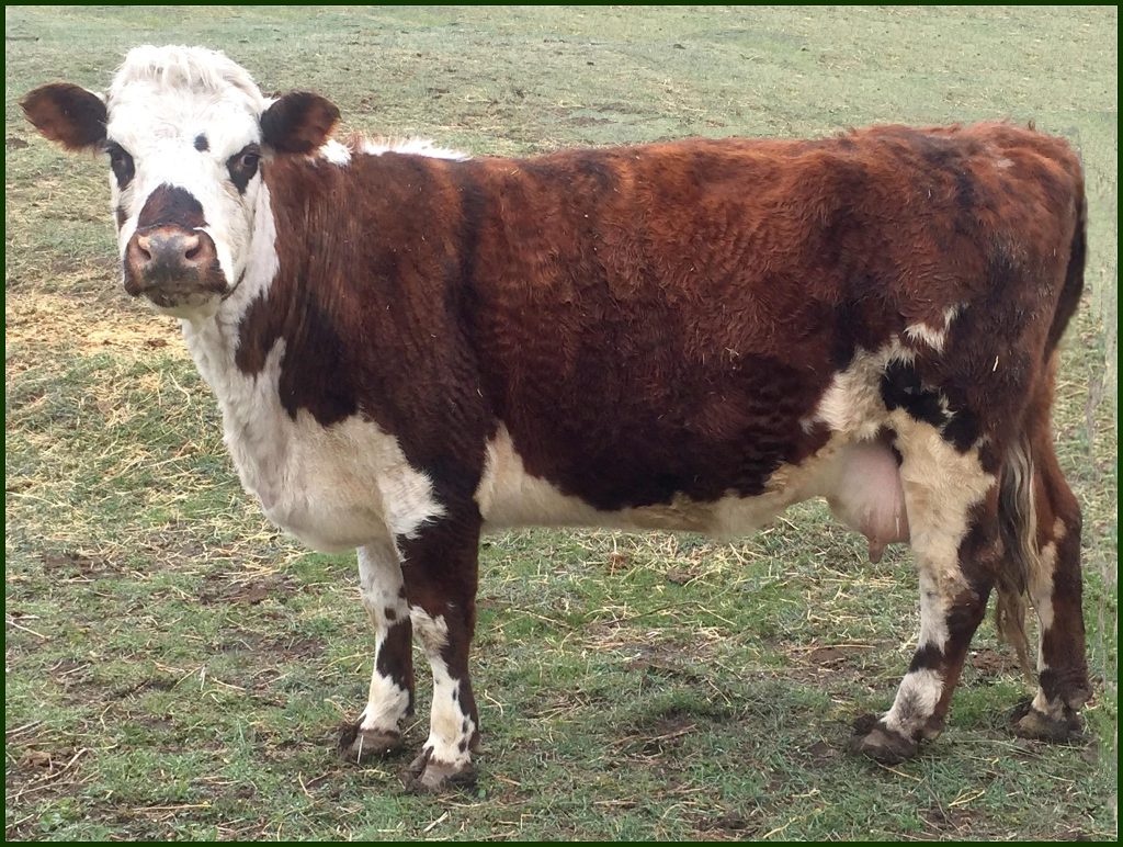 Home - US Normande Organization