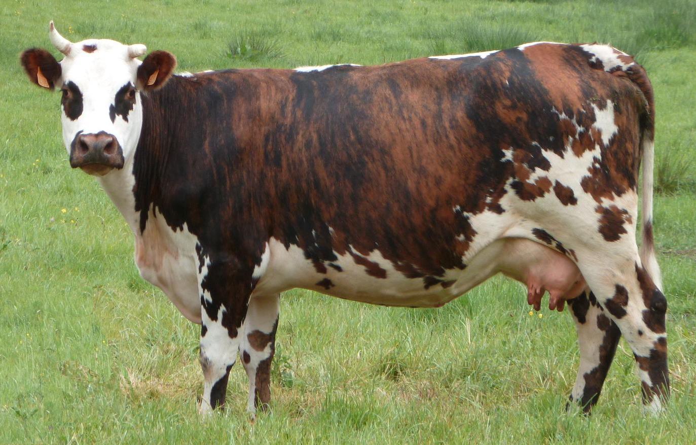 Registration - US Normande Organization